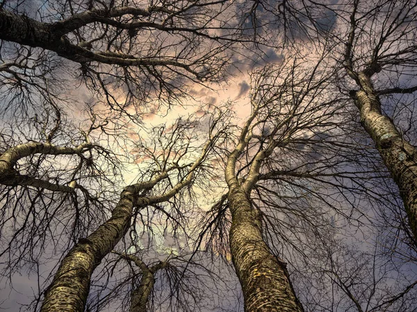 Multiple exposures of trees Stock Photos, Royalty Free Multiple ...
