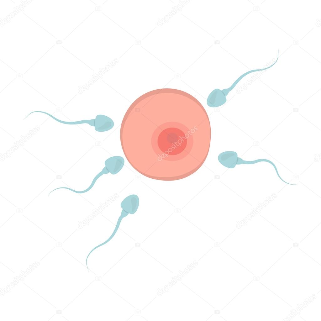 Fertilization Animation