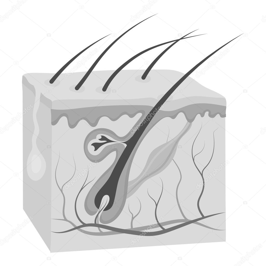 Skin icon in monochrome style isolated on white background. Organs ...