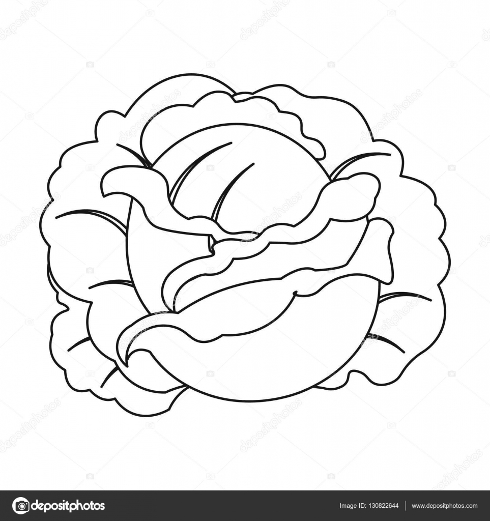 Cabbage Outline