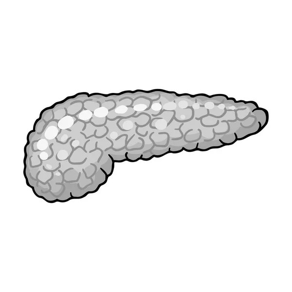 Human Pancreas Images - Search Images on Everypixel