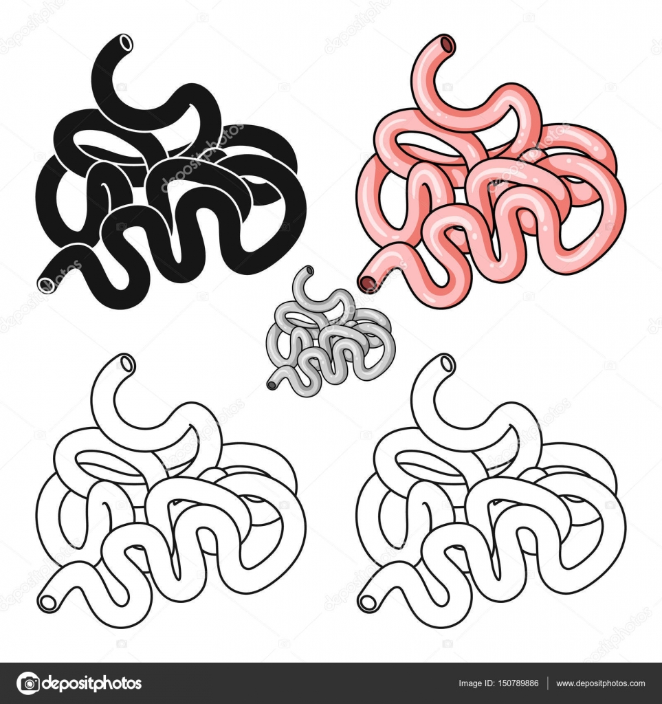 Human small intestine icon in cartoon style isolated on white ...
