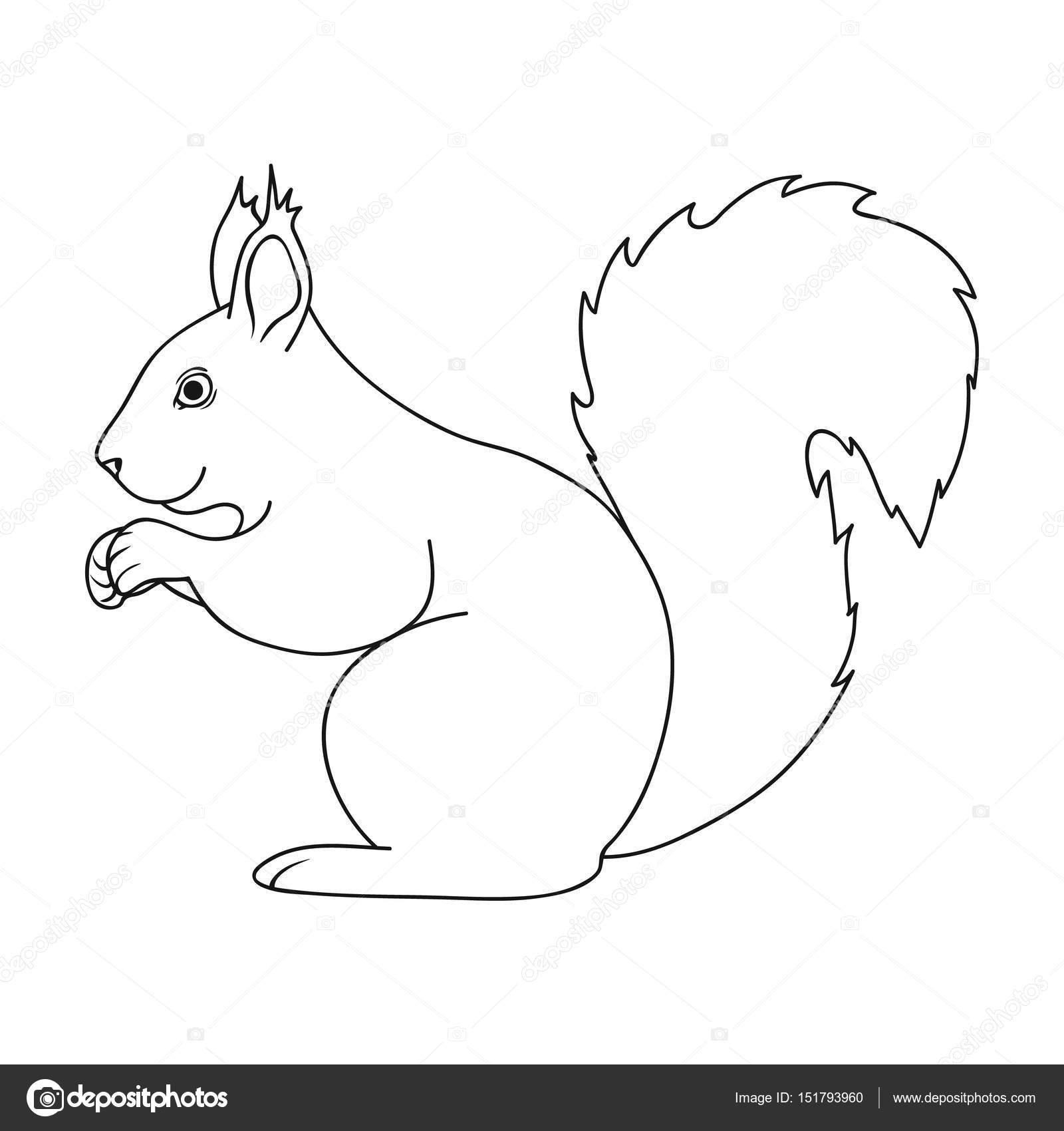 Squirrel Outline