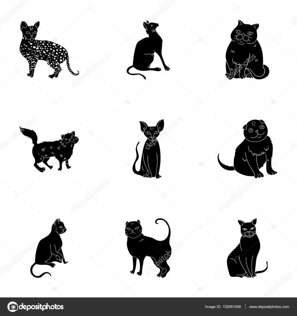 Collection of cats in one picture. Different cats in one picture. Cat ...