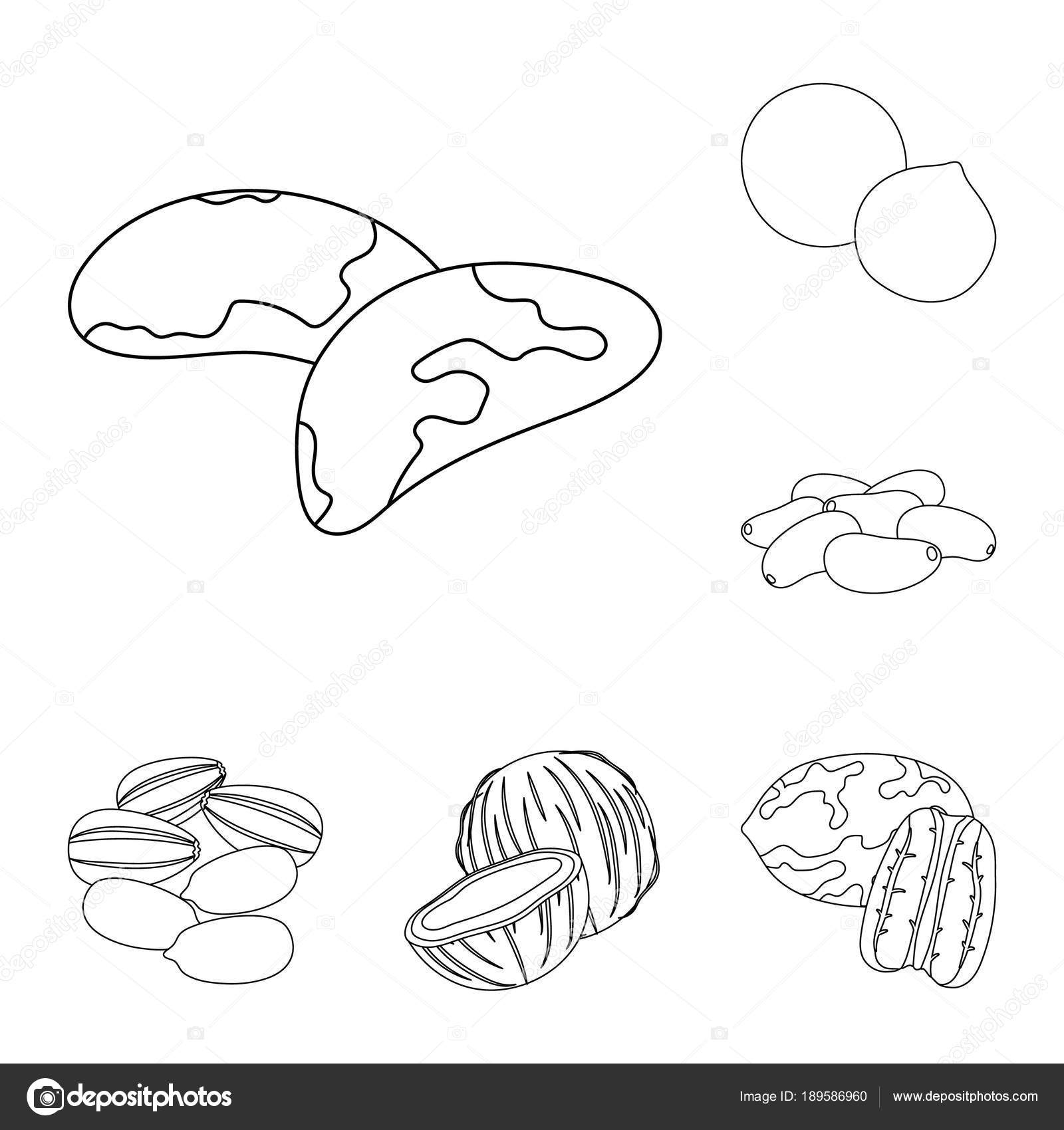 Different kinds of nuts outline icons in set collection for design.Nut ...