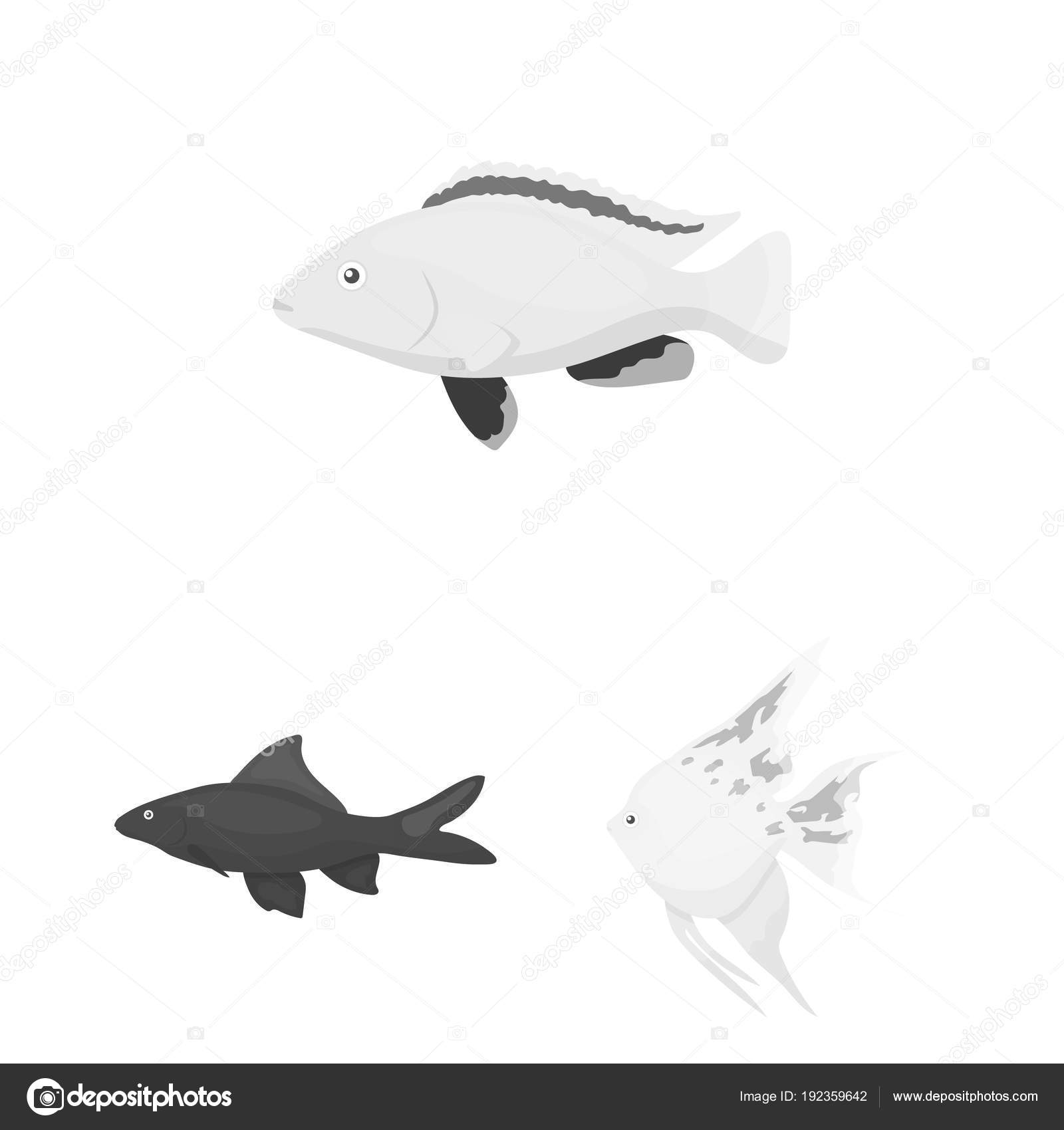 Different types of fish monochrome icons in set collection for design ...
