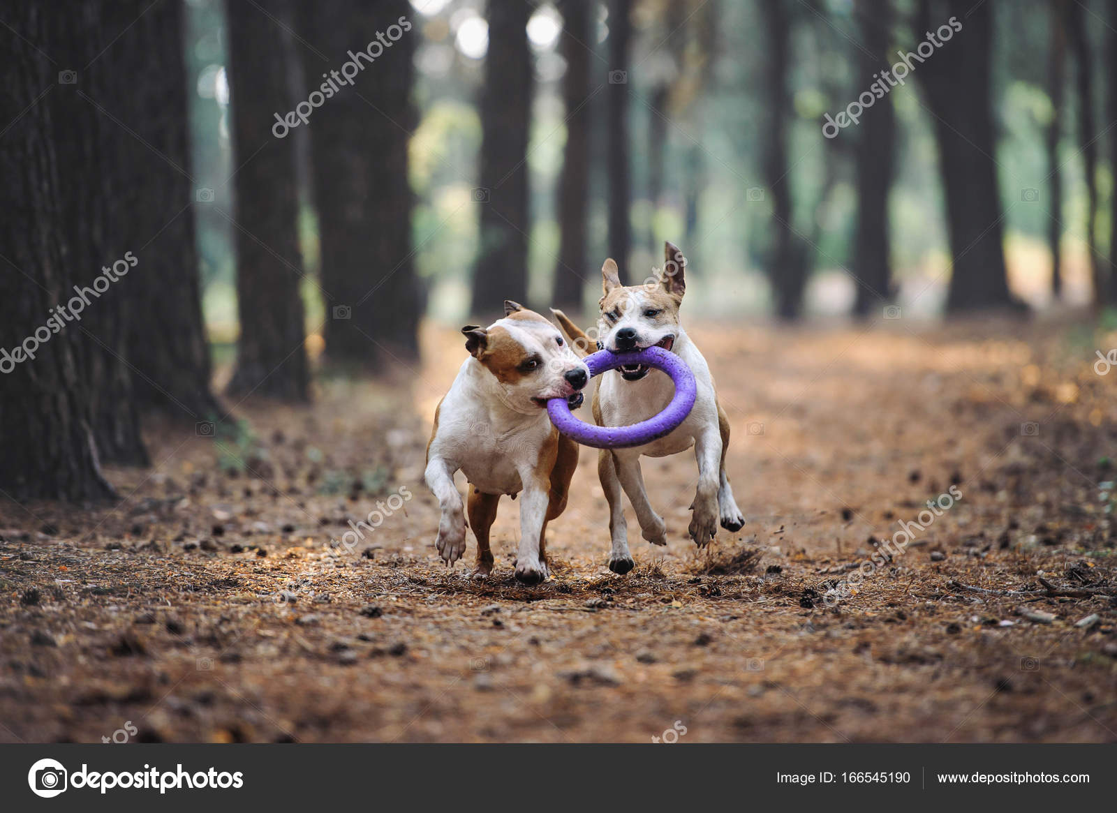 How Do Dogs Play Together