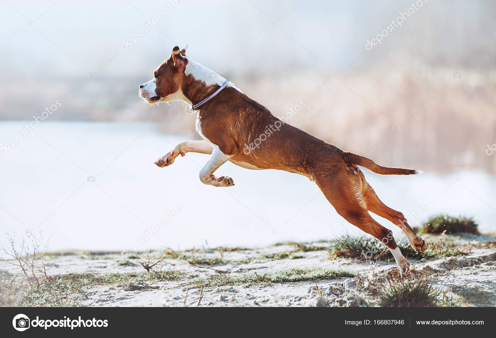 Dog Jumping White Background