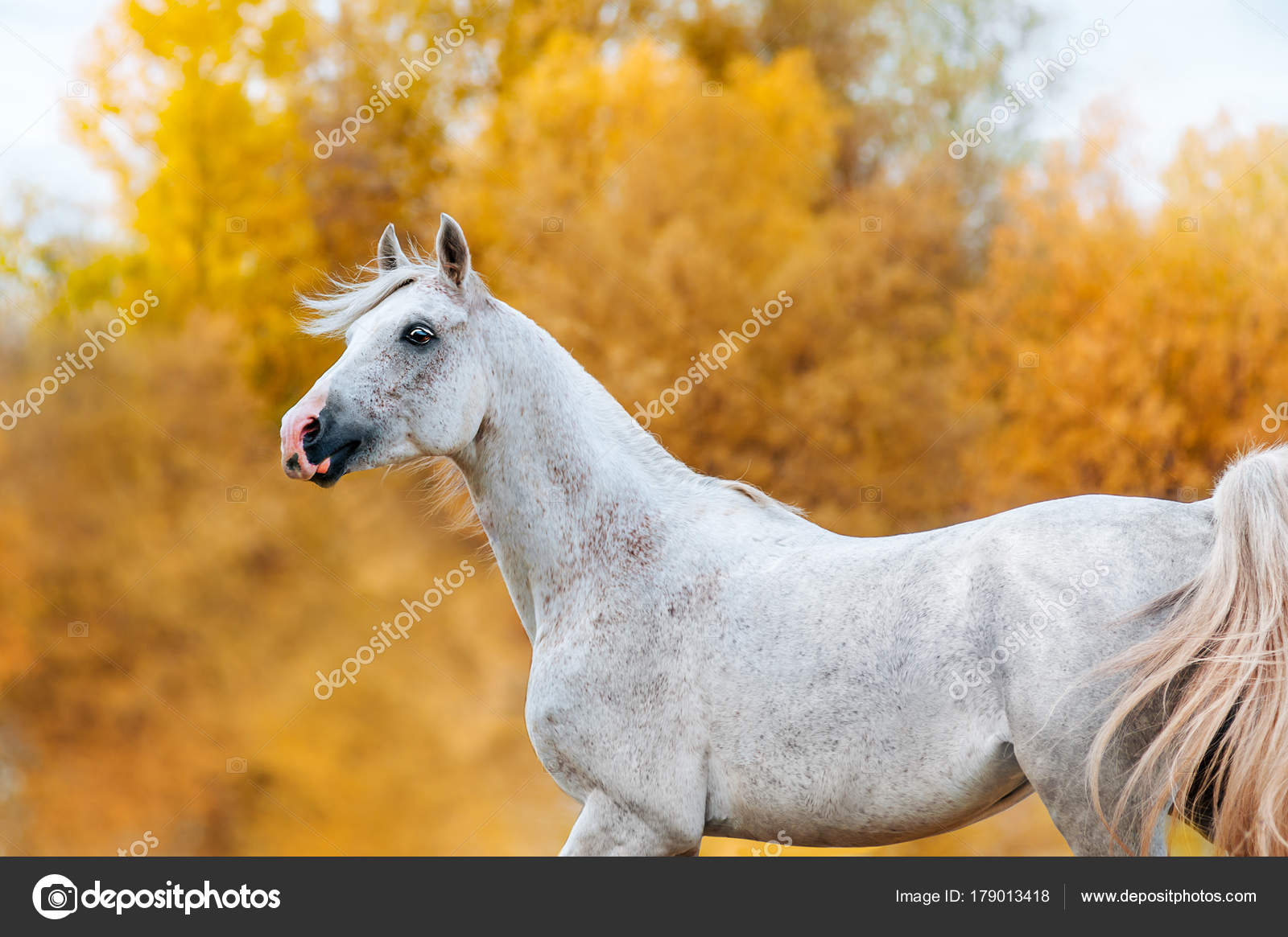 Hermoso Retrato Expresivo Semental Blanco Porody Loshad Árabe ...