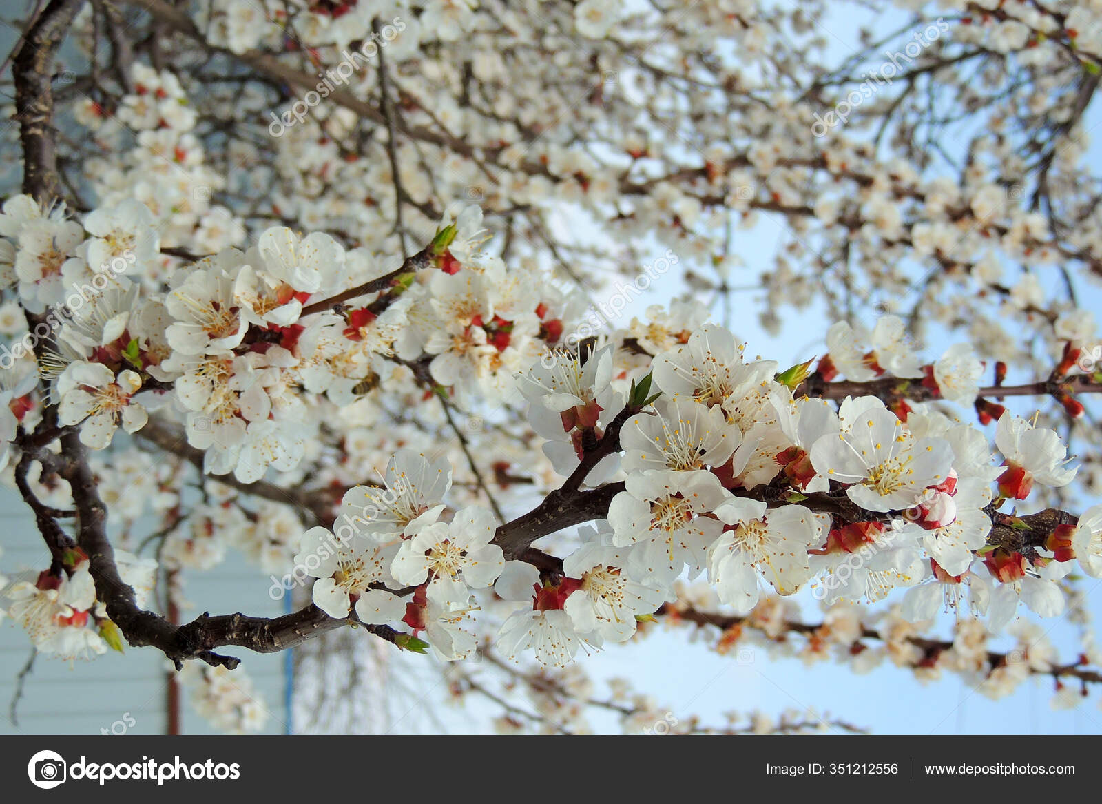 Color of spring trees — Stock Photo © tanya1991 #351212556