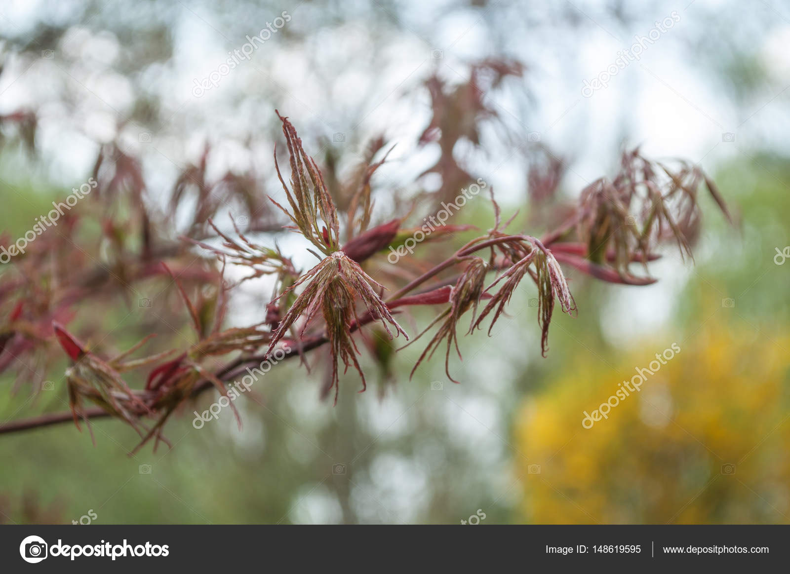 Red japanese maple tree branch at spring Stock Photo by ©NeydtStock ...