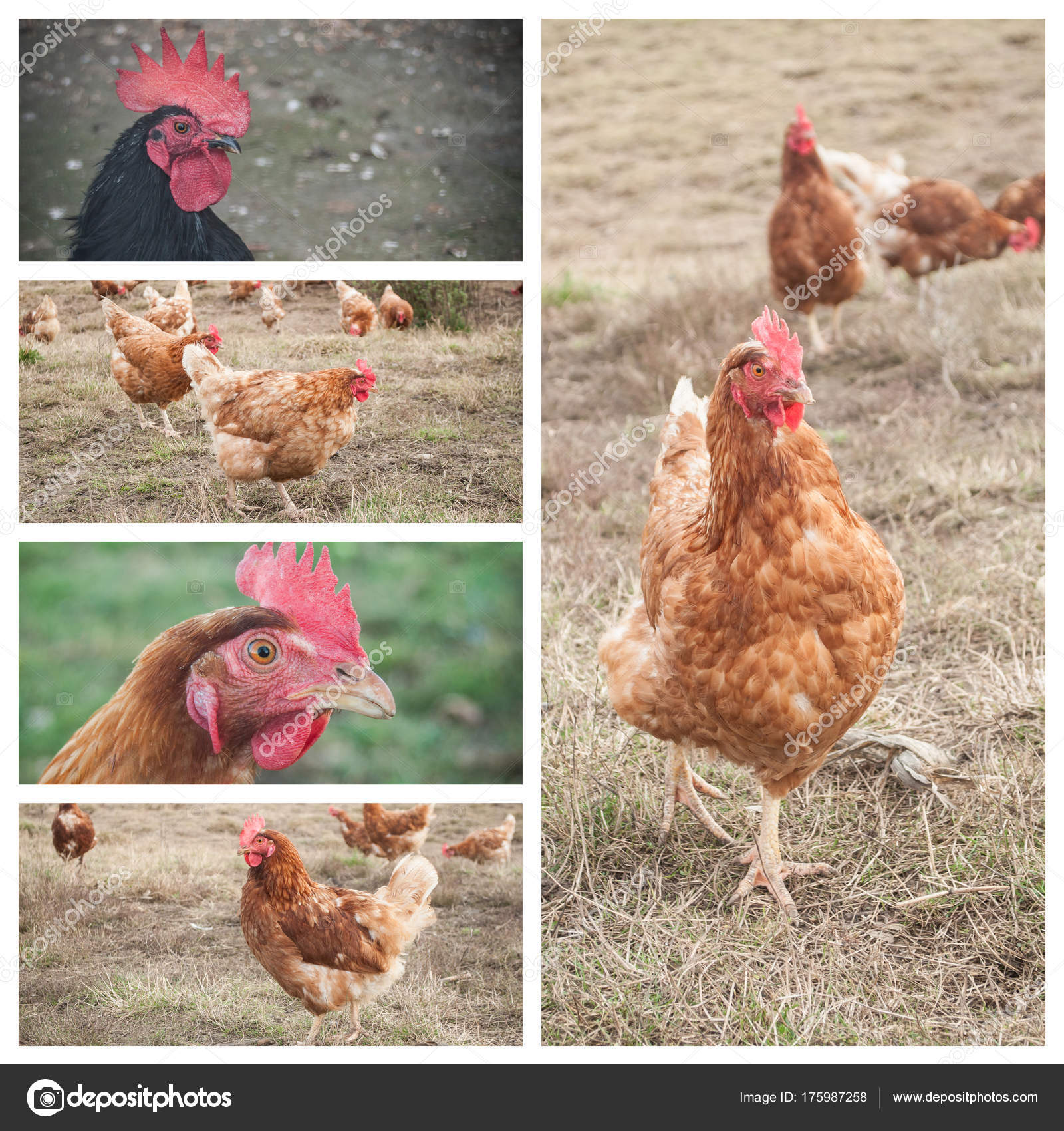 Collage de cría de aves de corral tradicional — Foto de stock ...