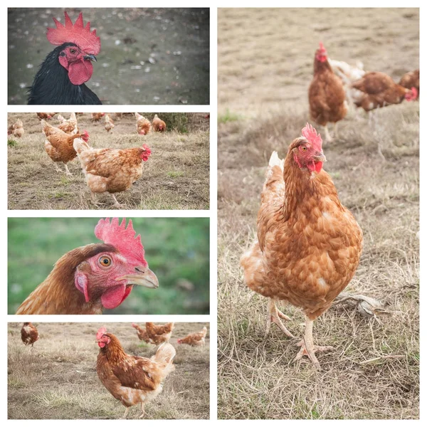 Collage de pollo Stock Photos, Royalty Free Collage de pollo Images ...