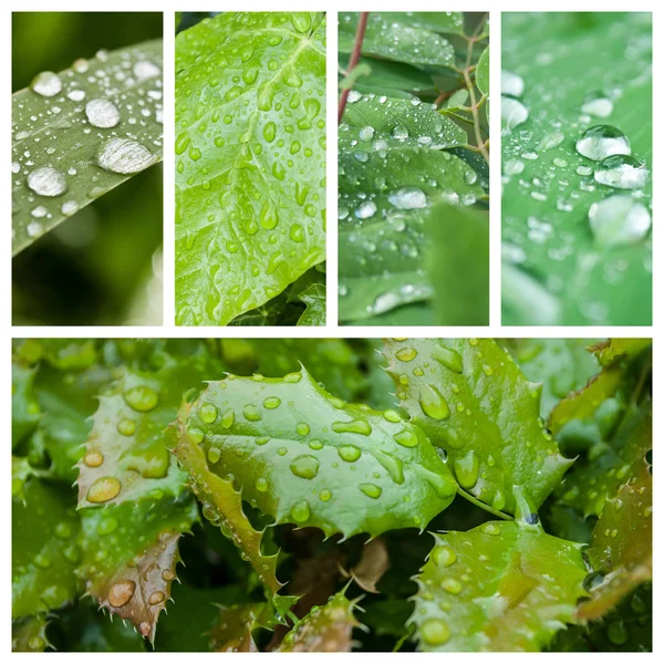 Rainy season collage Stock Photos, Royalty Free Rainy season collage ...