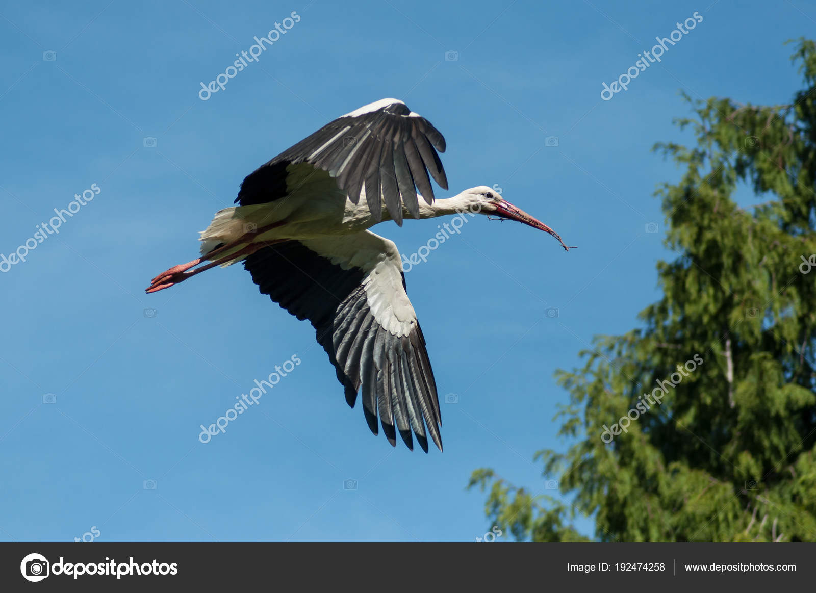 Stork flying with branch — Stock Photo © NeydtStock #192474258