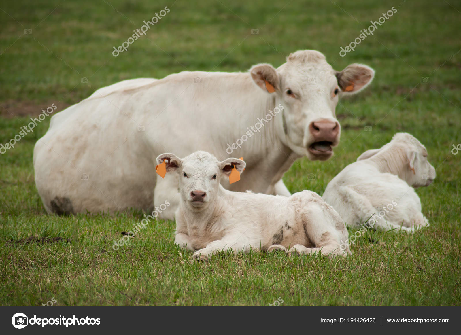 White cow and veal in a meadow — Stock Photo © NeydtStock #194426426