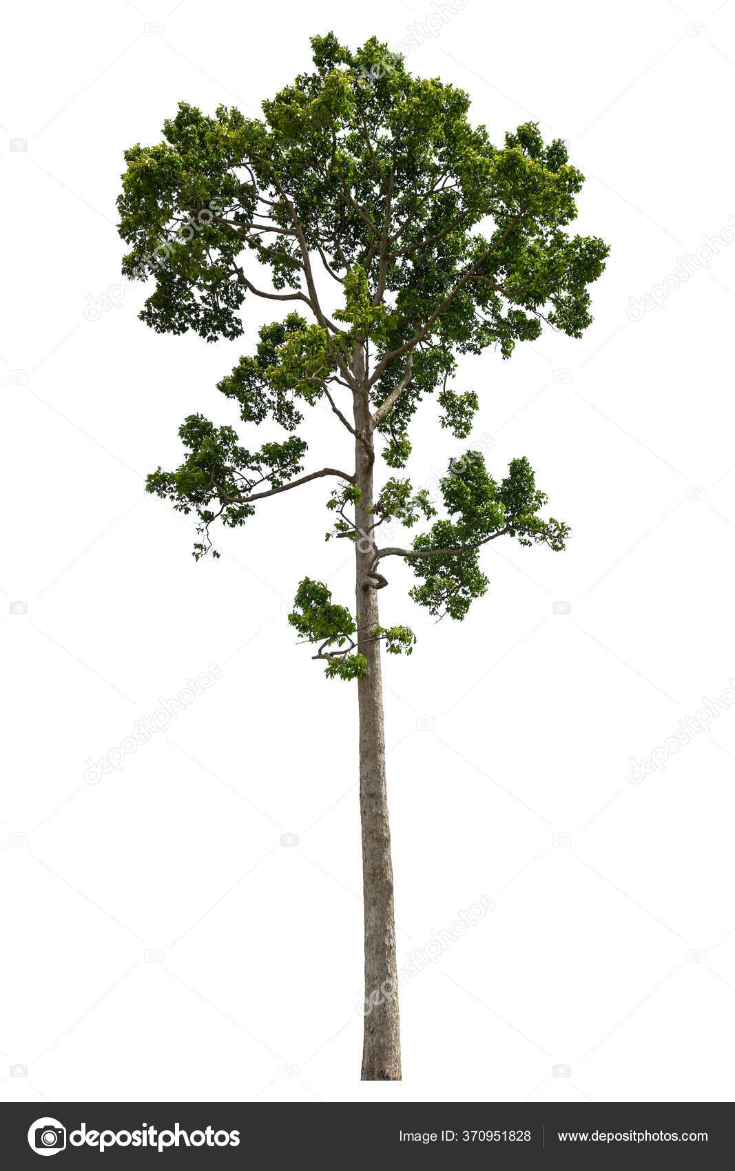 Dipterocarpus Alatus Tree Isolated White Background Clipping Path ...