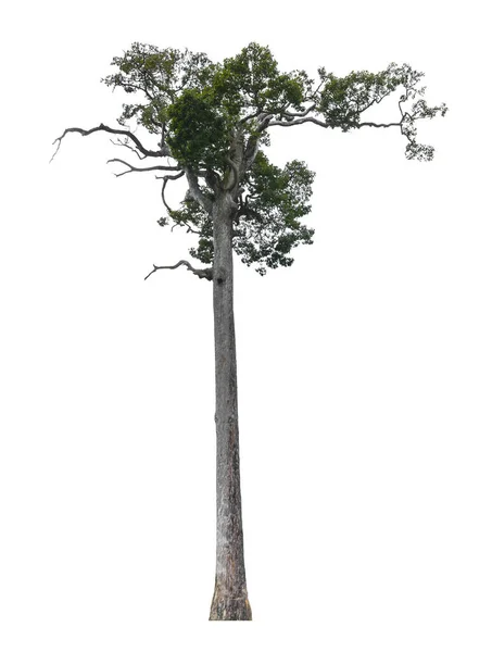 Dipterocarpus Alatus Tree Isolated White Background Clipping Path ...