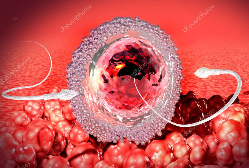 Esperma y óvulos. Embrión en fase inicial. Concepto de inseminación ...