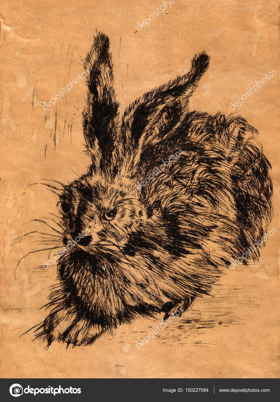 Rabbit.Original Hand drawn, inspired by Albrecht Durer, 1502 study ...