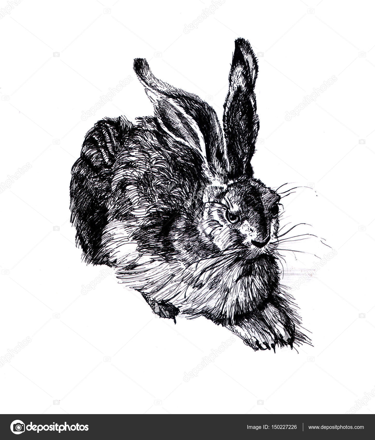 Rabbit. Hand drawn sketch illustration Stock Illustration by ©ralwel ...