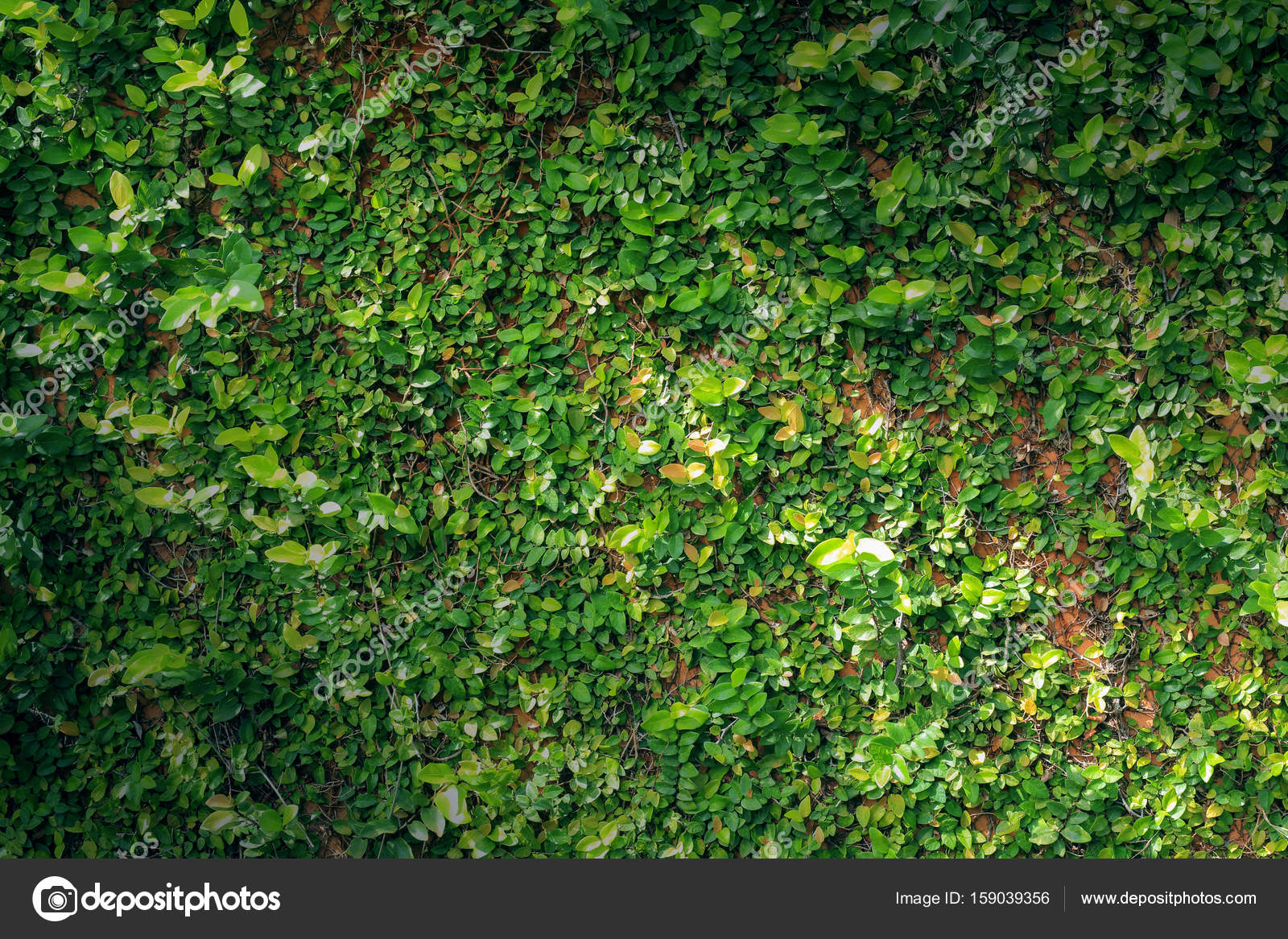 Ivy Vine Texture