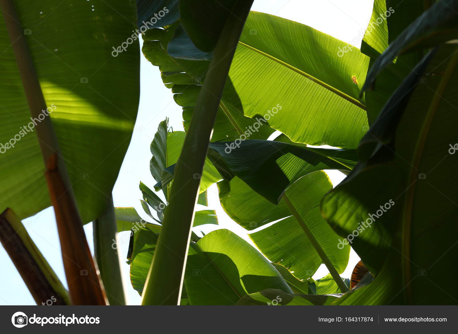 Banana Tree Leaves Texture