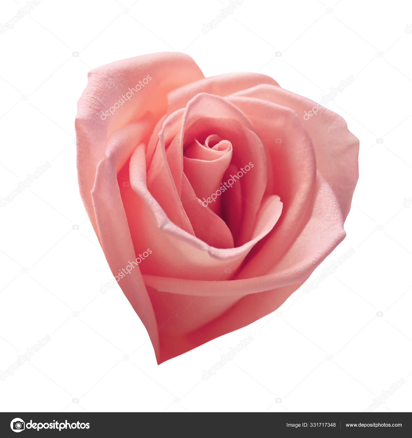 Pink rose gold color tone with heart shape, beautiful flower isolated ...