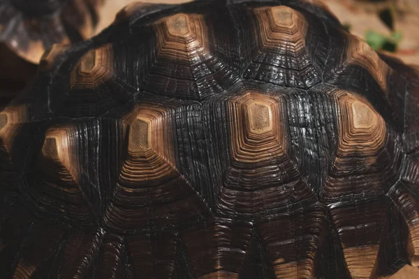 Tortoiseshells Stock Photos, Royalty Free Tortoiseshells Images ...