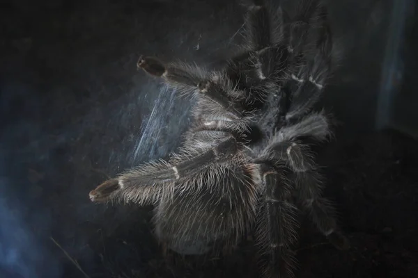 Senpai spider cape Stock Photos, Royalty Free Senpai spider cape Images ...