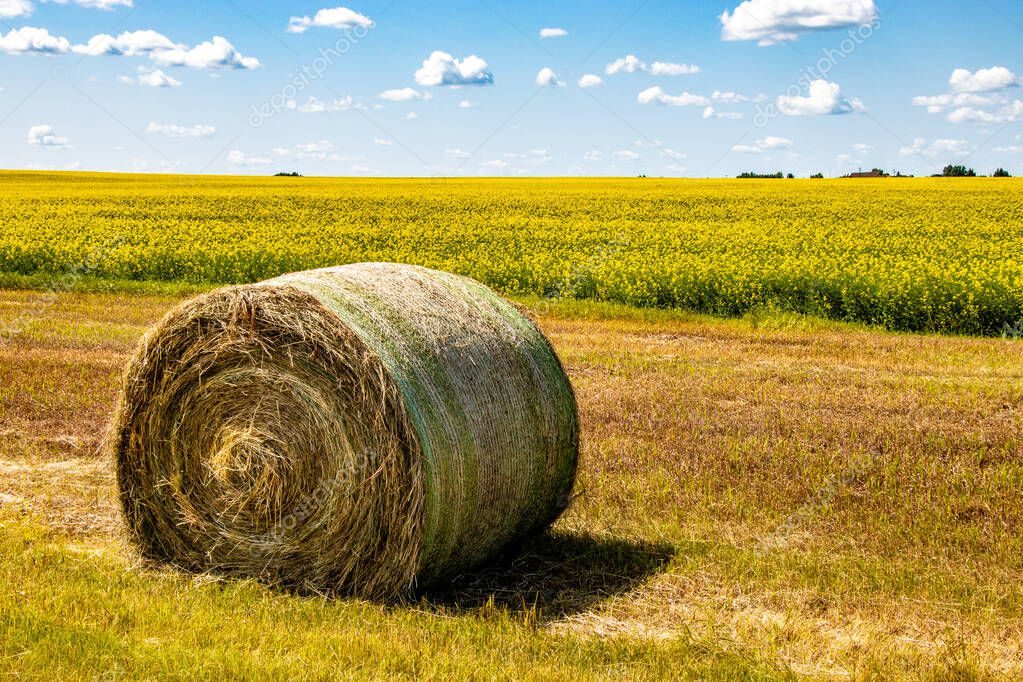 Pacas de heno en el campo. Condado de Kneehill, Alberta, Canadá 2024