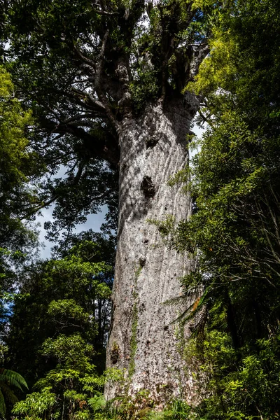 Kauri trees at the North Island Stock Photo by ©volare2004 148401929