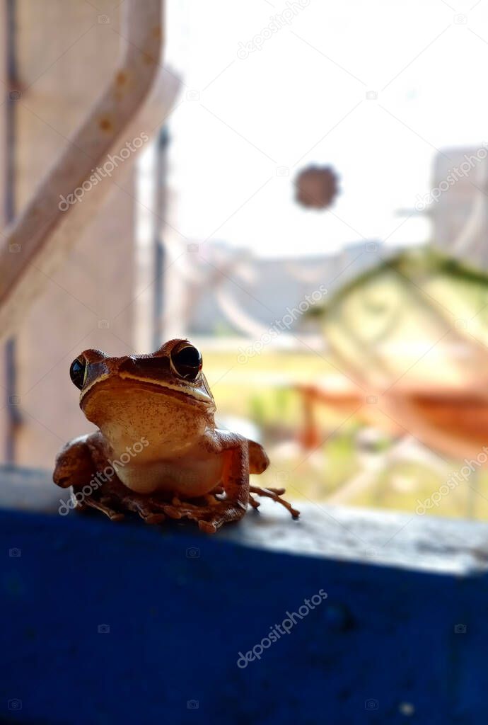 FROG INDIANO. La rana es el anfibio más común y conocido en la India ...
