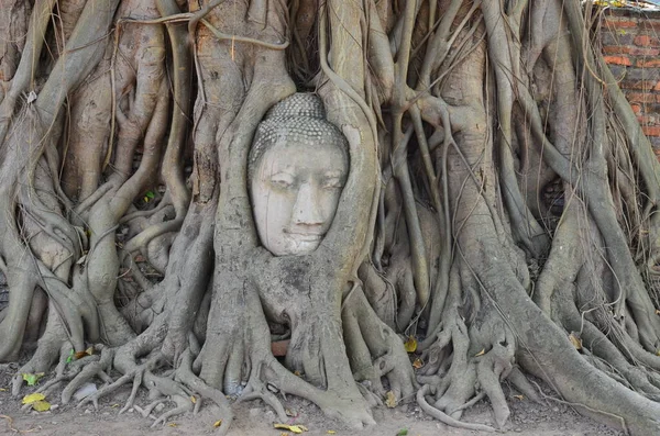 Tree buddha Stock Photos, Royalty Free Tree buddha Images | Depositphotos