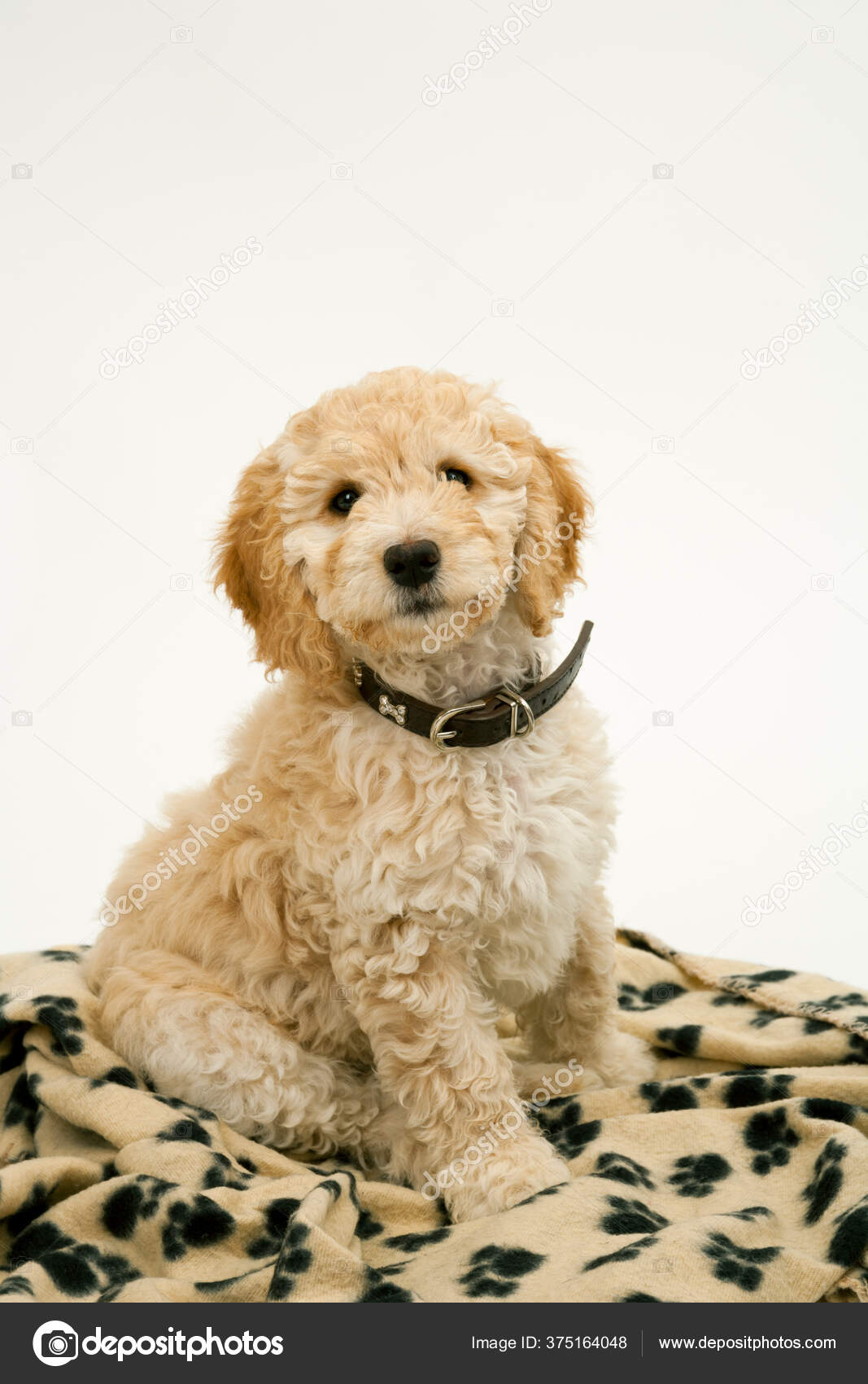 Cute Cockapoo Puppy