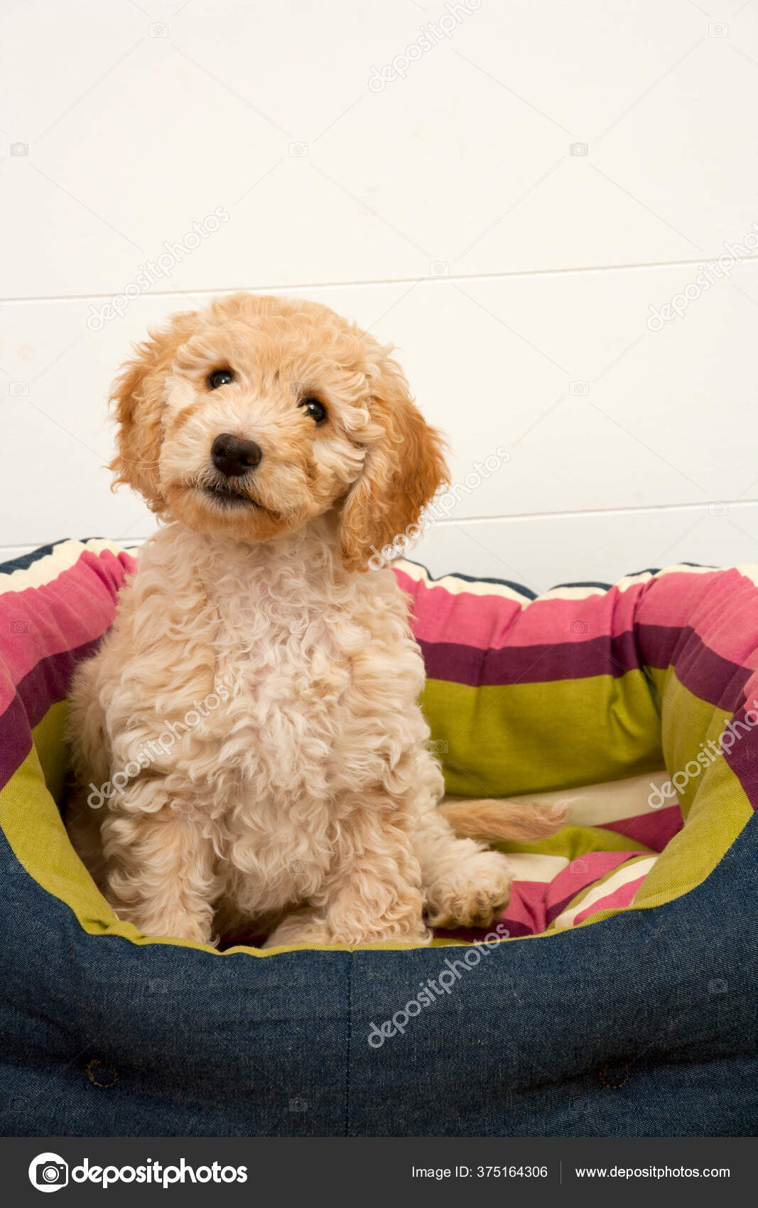 Cockapoo White Puppies