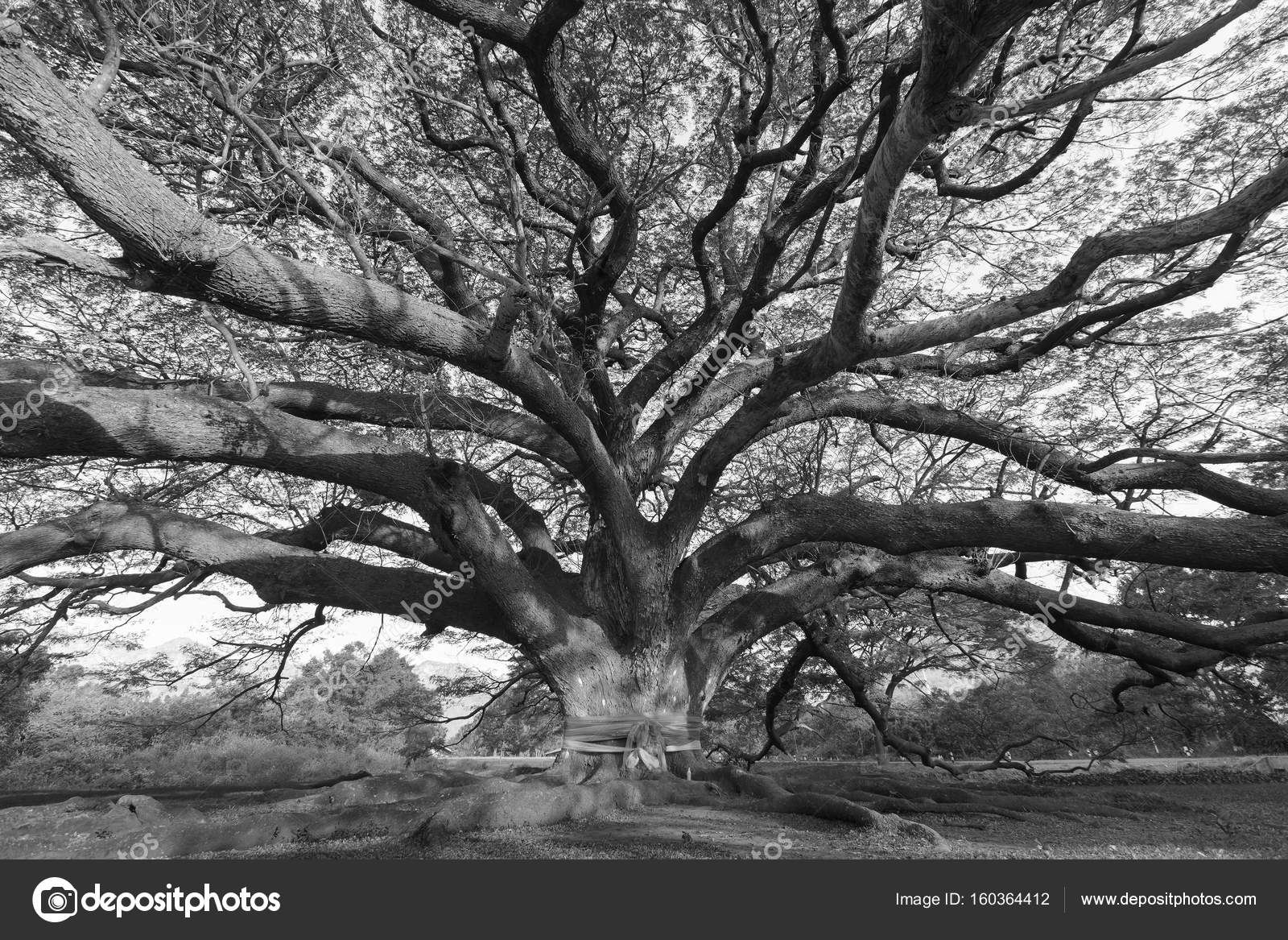 Giant tree on ground Stock Photo by ©pranodhm 160364412