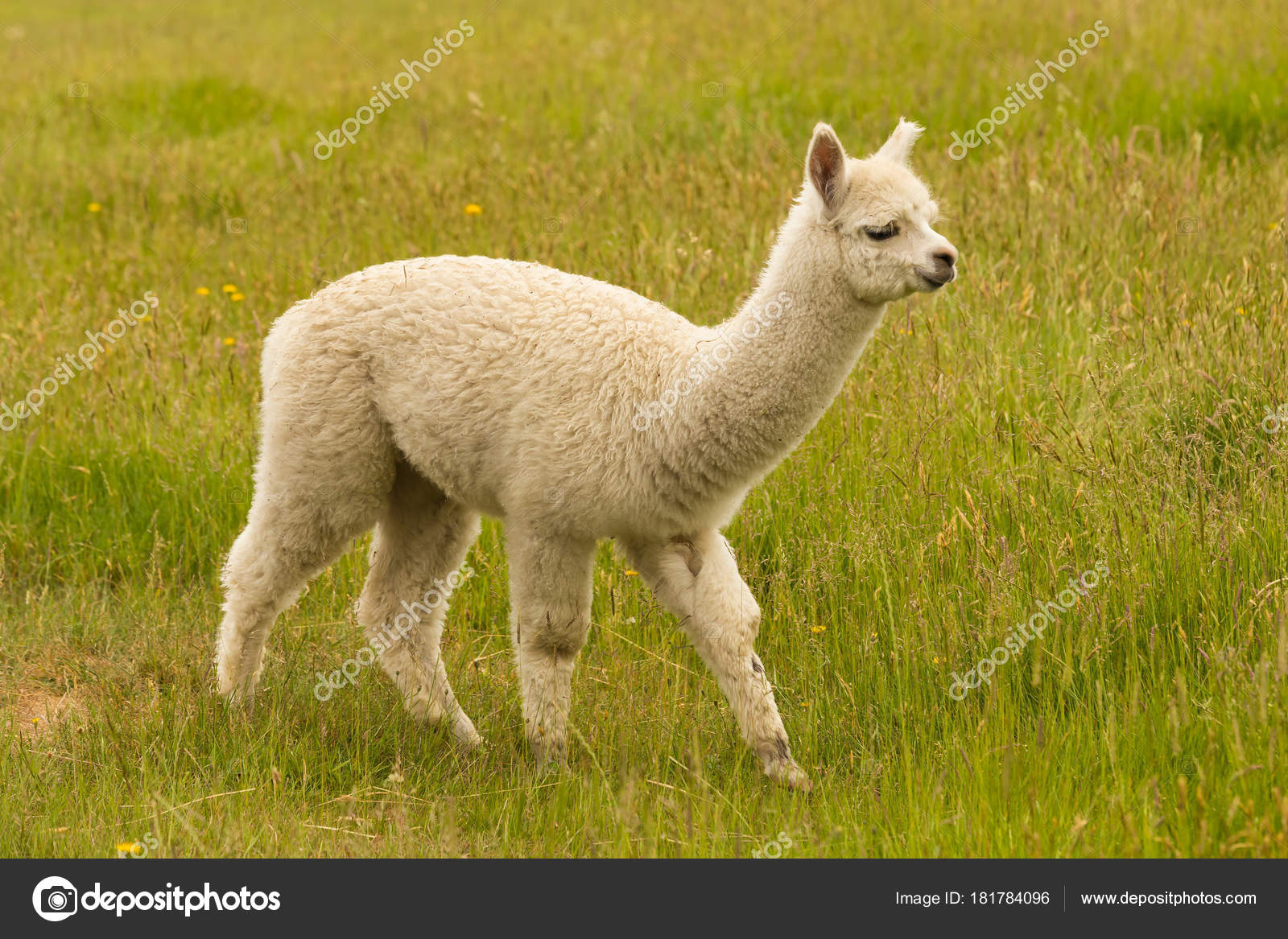 Cute Baby Llamas And Alpacas