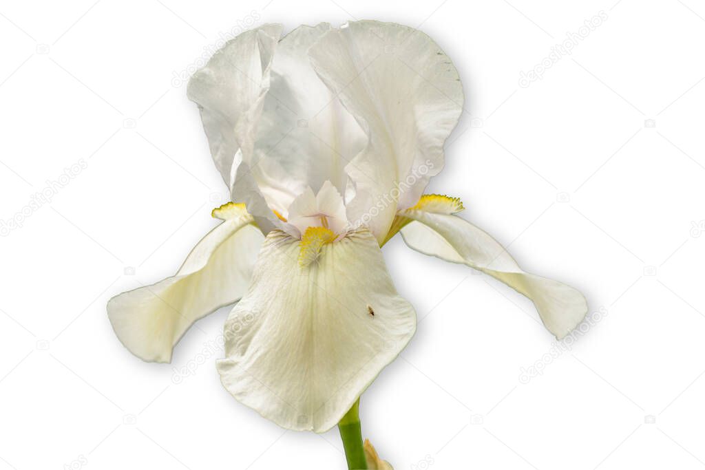 La flor de un Iris blanco. Una imagen es un aislado basado en una foto ...