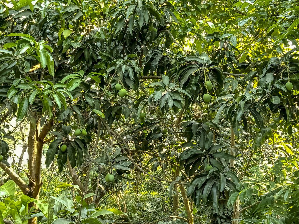 Mangos crudos que cuelgan de los árboles en Mango Garden en Nadia ...
