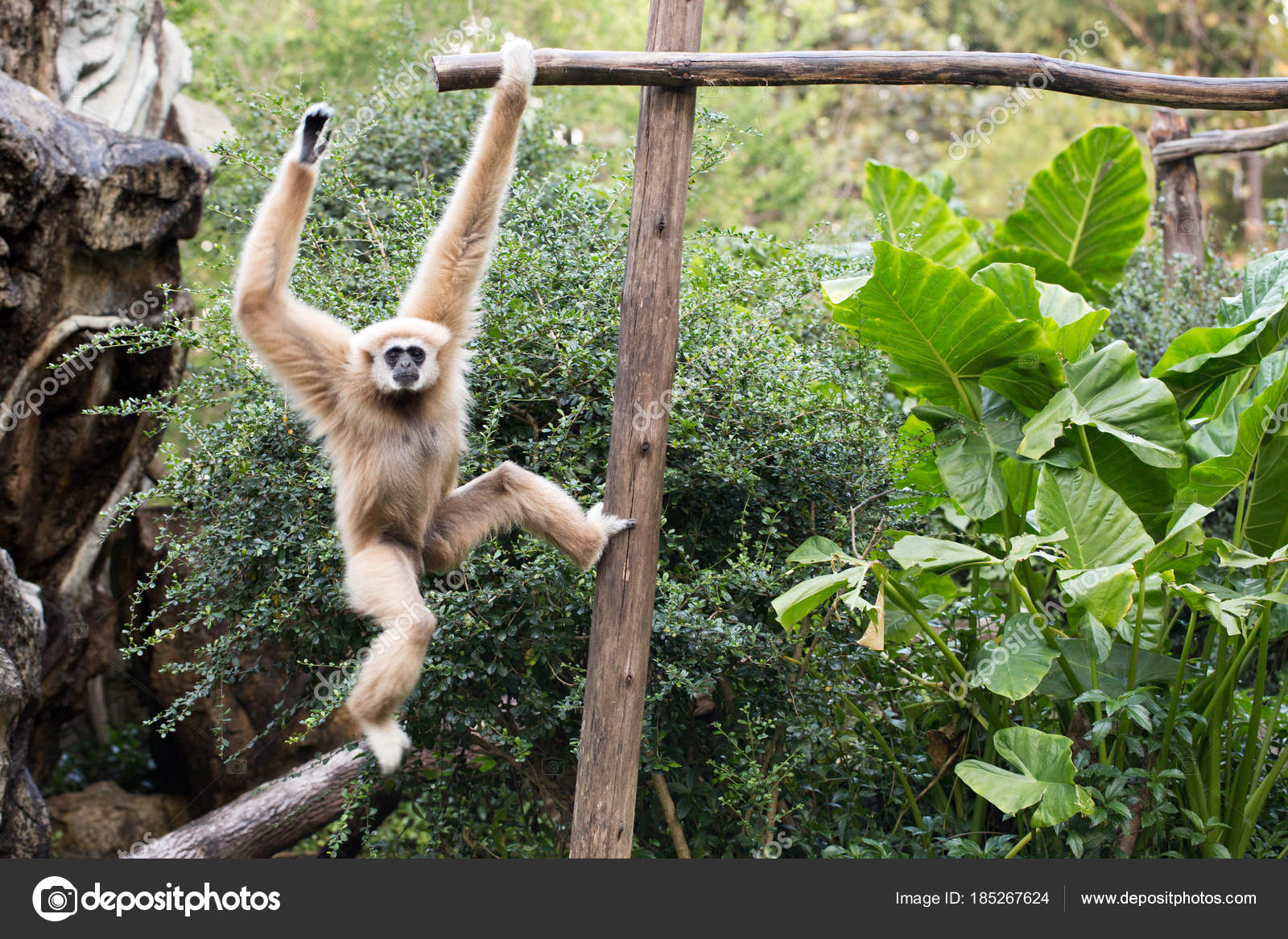 Little monkey hanging on the tree — Stock Photo © frizzyfoto #185267624