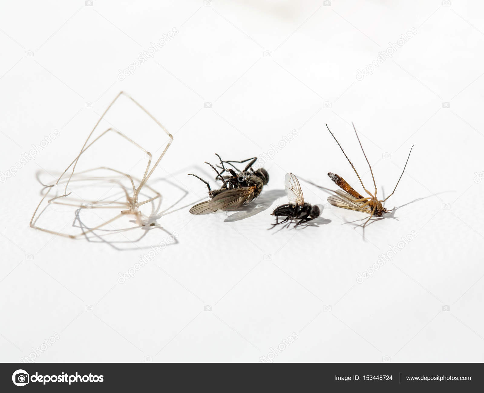 Spider, flies and mosquito Stock Photo by ©Tverdohlib.com 153448724