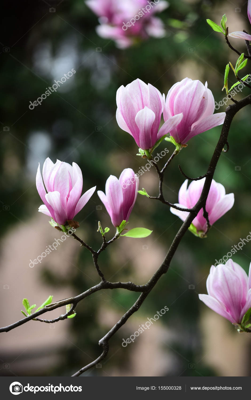 Magnolia Tree Flower Colors | Best Flower Site
