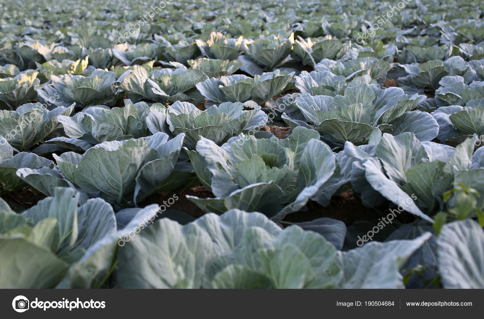 Cabbage field at fully mature stage ready to harvest. Landscape view of ...