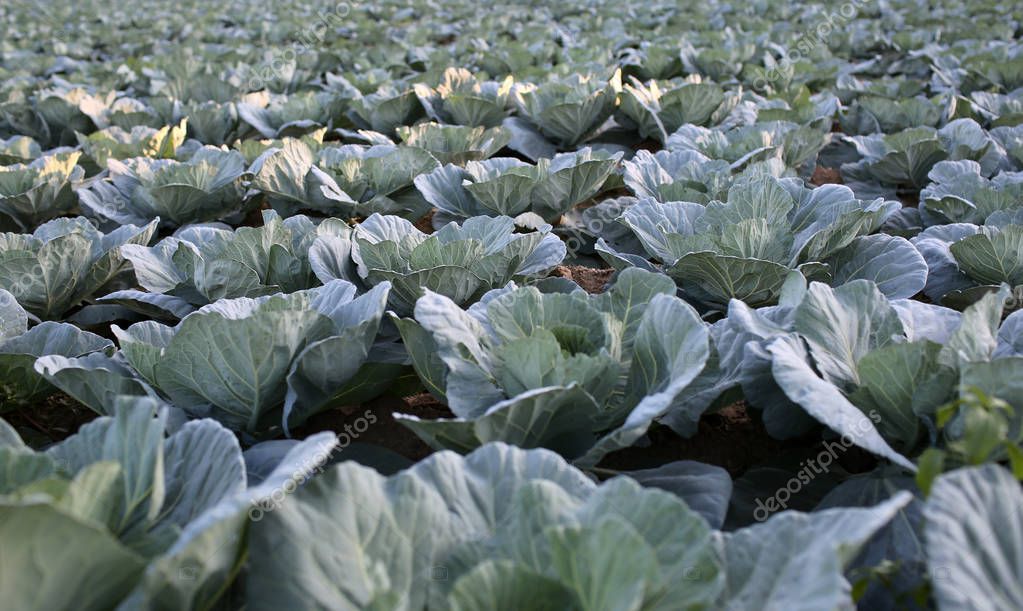 Campo de repollo en etapa completamente madura listo para cosechar ...