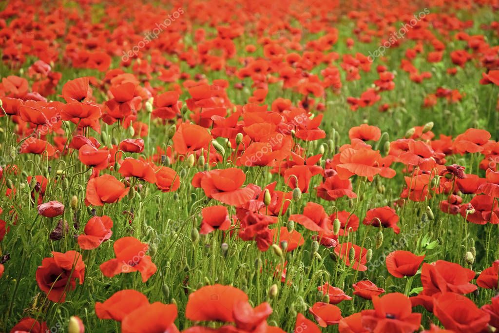 Amapola de opio, planta botánica, ecología. 2022