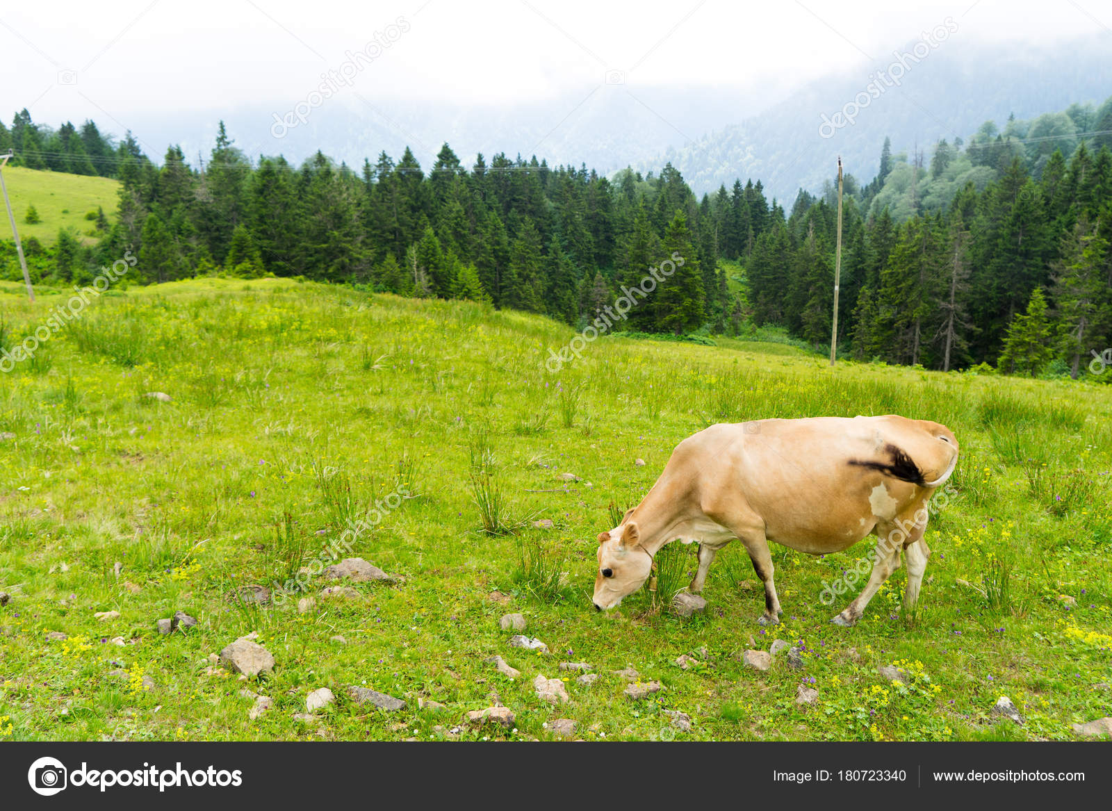 Cattle on a Field Highland Rize, Turkey Stock Photo by ©klenger 180723340