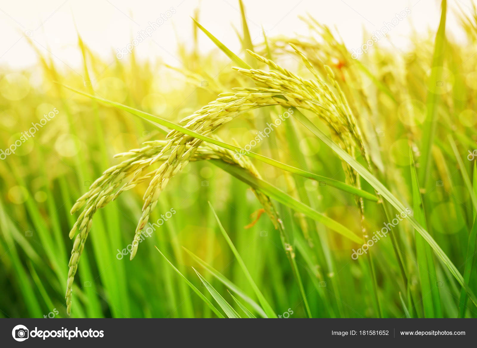 Green rice field background. — Stock Photo © jpkirakun #181581652