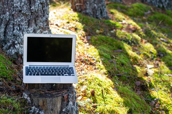 open laptop on a stump in the forest. mobile internet for business ...