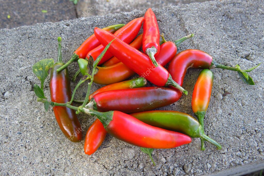 Chiles serranos recién recogidos, directamente del arbusto, en varias ...